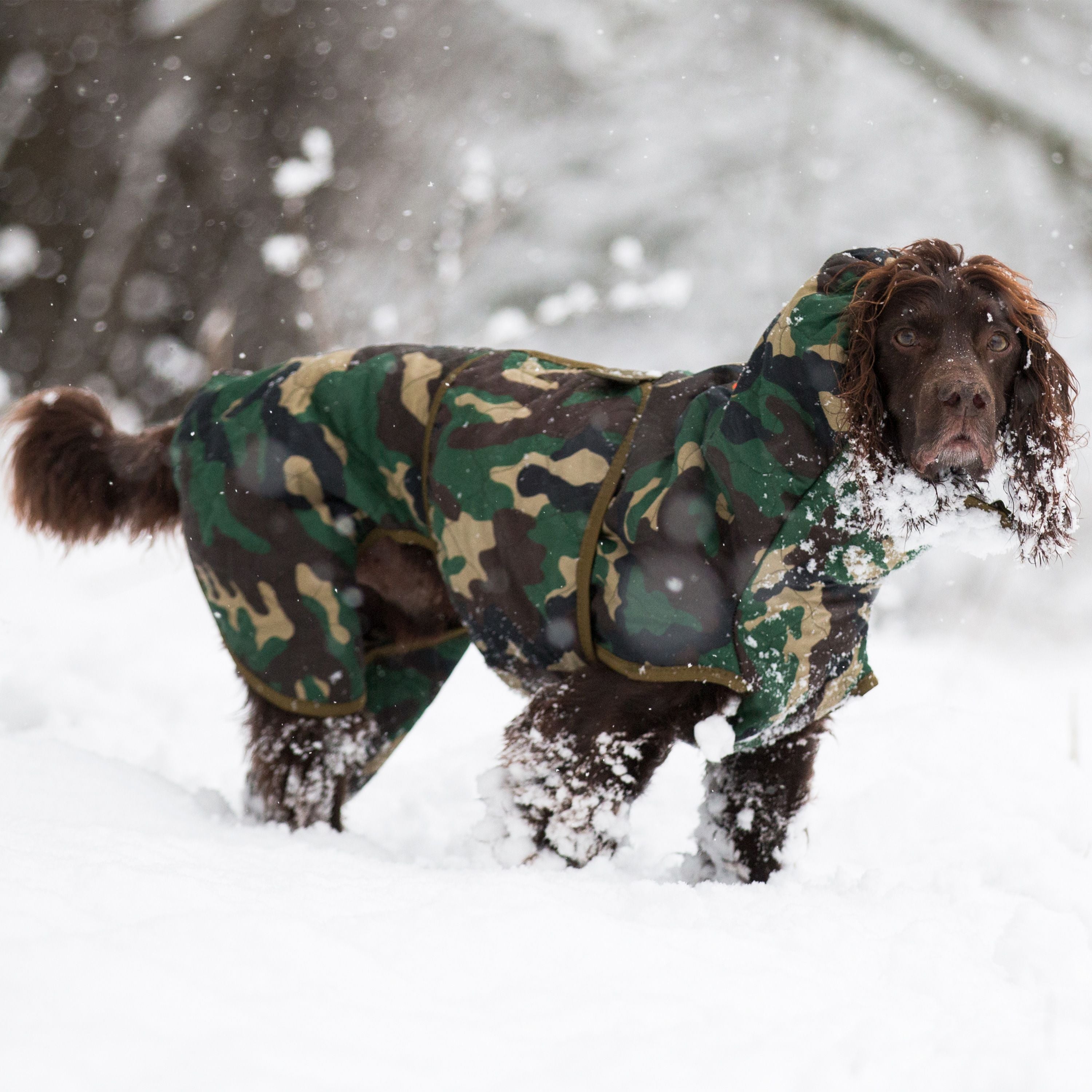 Siccaro WetDog Spirit – RINGLEADER PET PRODUCTS